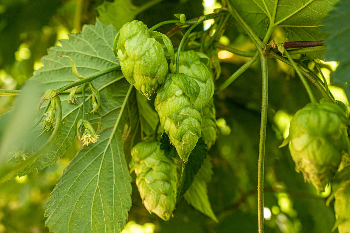 CLS Farms CLS Farms FlavorEdge™