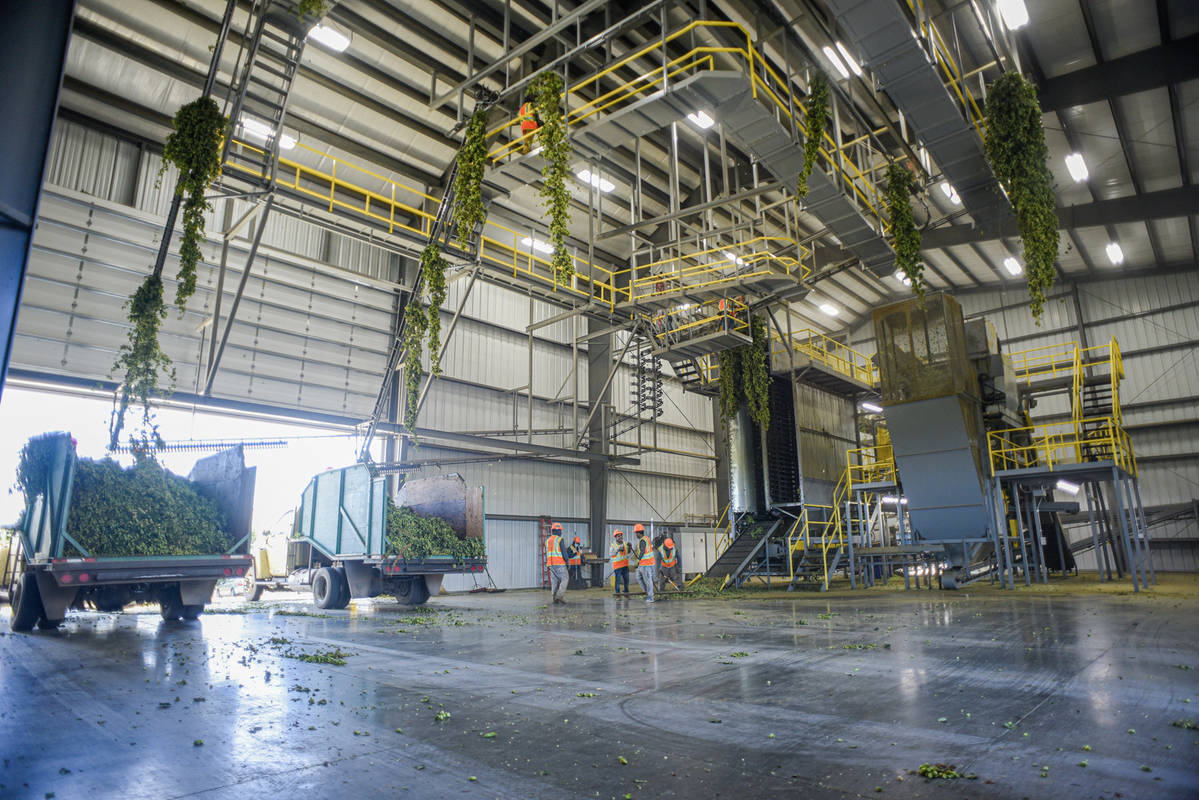 CLS Farms CLS Farms FlavorEdge™