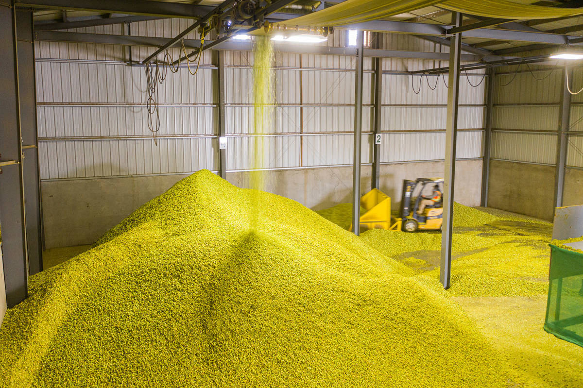 CLS Farms CLS Farms FlavorEdge™